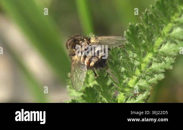 Macro close up of tachinid fly with transparent wings resting on green ...