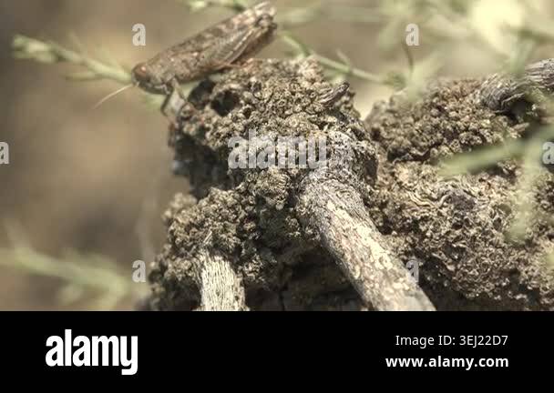 Close up macro footage of brown grasshopper resting on dry bark with ...