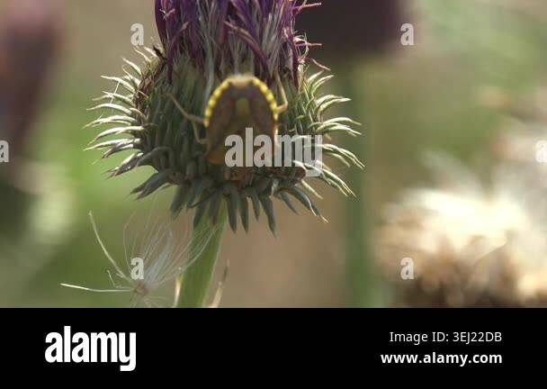 Macro footage of shield bug on purple thistle flower bud with soft ...