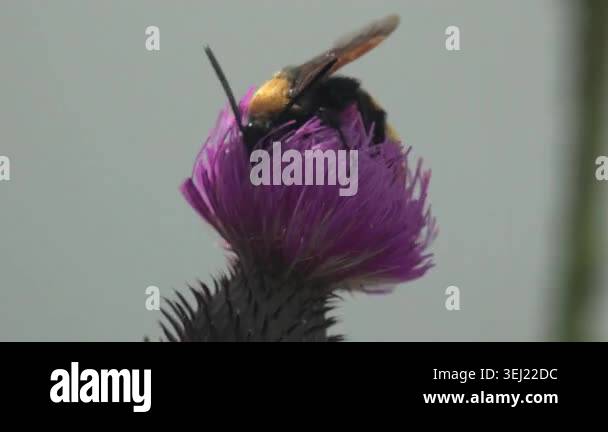 Macro footage of a bumblebee feeding on a purple thistle flower swaying ...