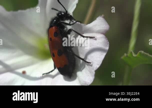Detailed macro shot of red spotted blister beetle crawling on white ...