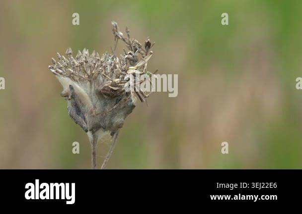Macro of an orb-weaver spider guarding its silk egg sac on a dry seed ...