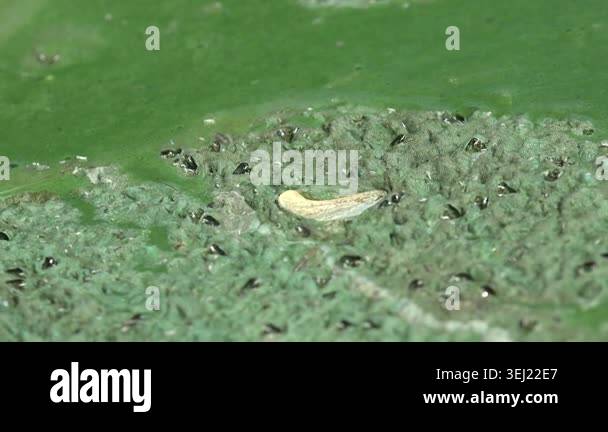 Macro close up of green algae bloom and polluted stagnant water surface ...