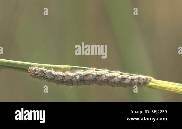 Hairy caterpillar resting on wild grass stem with shallow depth of ...