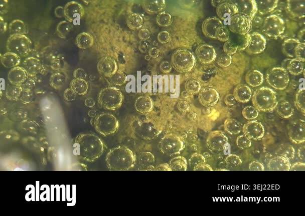 Macro close-up of frog spawn floating in shallow sunlit water, dozens ...