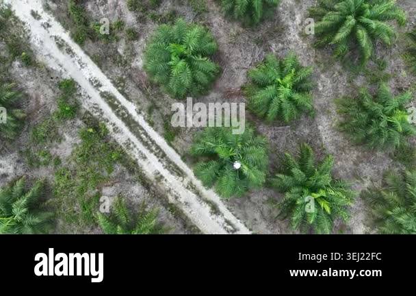 Drone aerial view over a plantation area during the day Stock Video ...