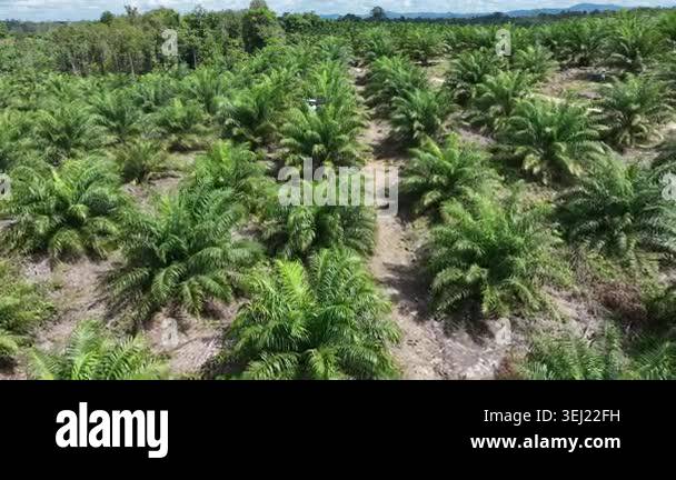 Drone aerial view over a plantation area during the day Stock Video ...