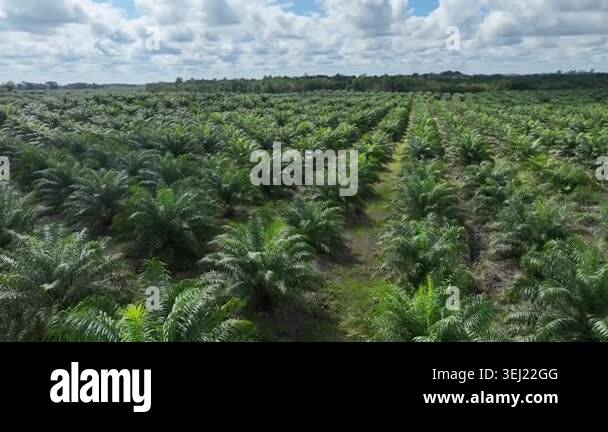 Drone aerial view over a plantation area during the day Stock Video ...