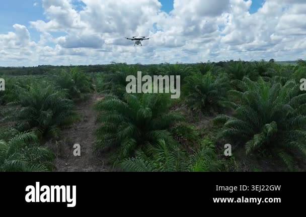 Drone aerial view over a plantation area during the day Stock Video ...