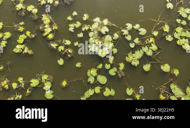 Peaceful cinematic footage of wetland water with floating lily pads ...