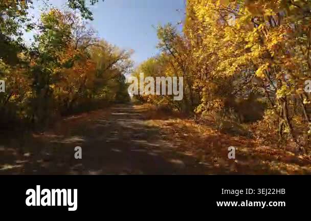 Sunny countryside road surrounded by colorful autumn trees and golden ...