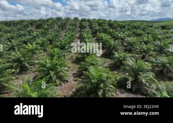 Drone aerial view over a plantation area during the day Stock Video ...
