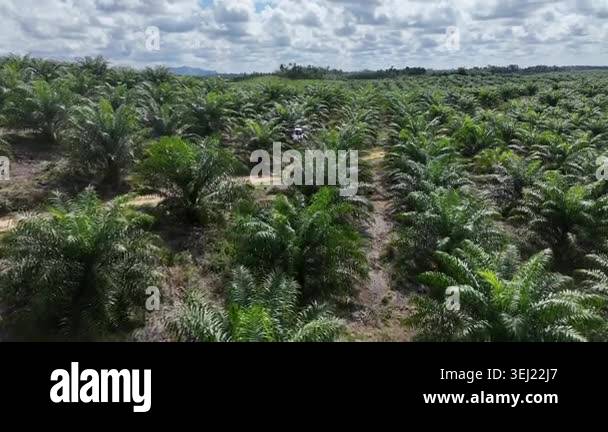 Drone aerial view over a plantation area during the day Stock Video ...