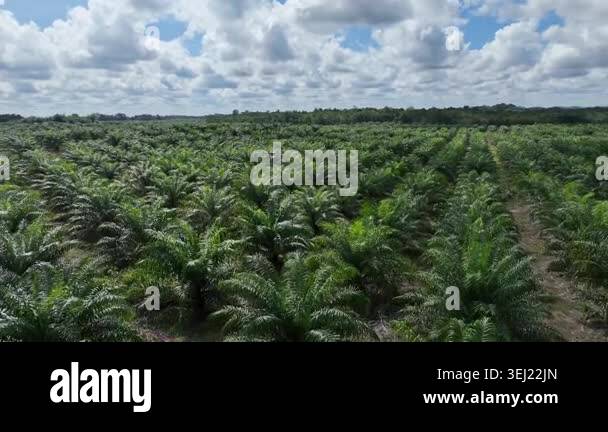 Drone aerial view over a plantation area during the day Stock Video ...