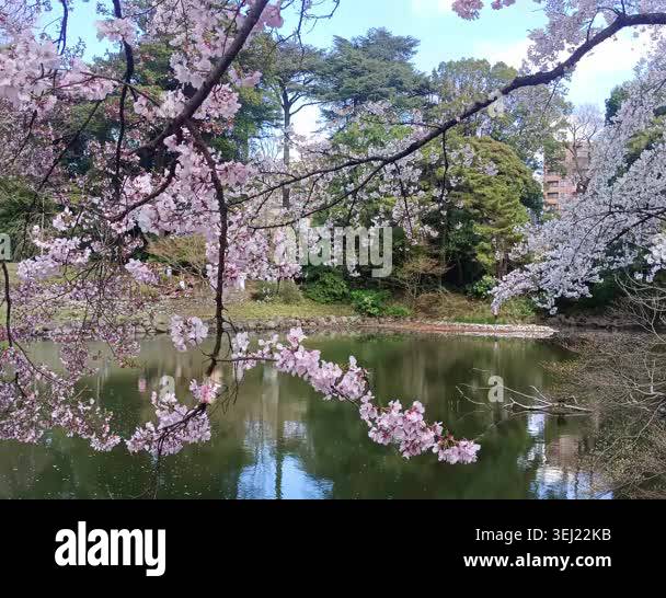 beautiful botanical shot, natural wallpaper Stock Video Footage - Alamy