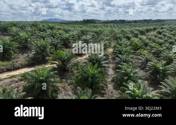 Drone aerial view over a plantation area during the day Stock Video ...