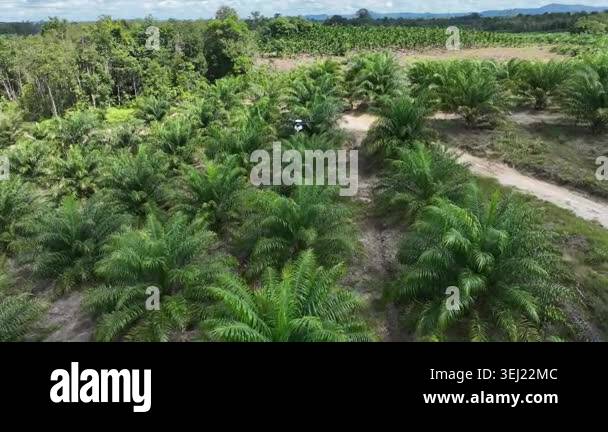 Drone aerial view over a plantation area during the day Stock Video ...