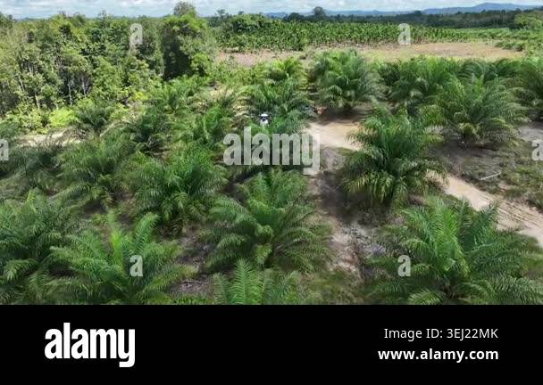 Drone aerial view over a plantation area during the day Stock Video ...