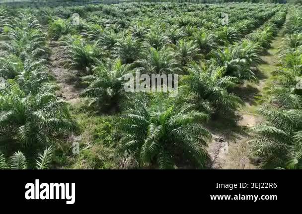 Drone aerial view over a plantation area during the day Stock Video ...