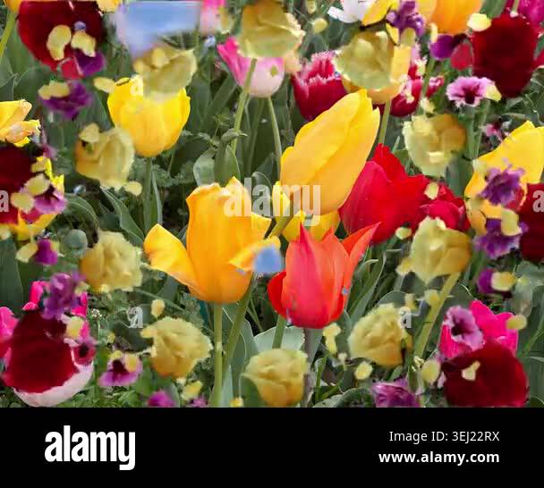 beautiful tulips in the garden Stock Video Footage - Alamy