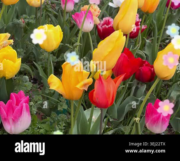 beautiful tulips in the garden Stock Video Footage - Alamy