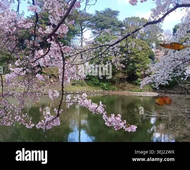 beautiful spring flowers in the garden Stock Video Footage - Alamy