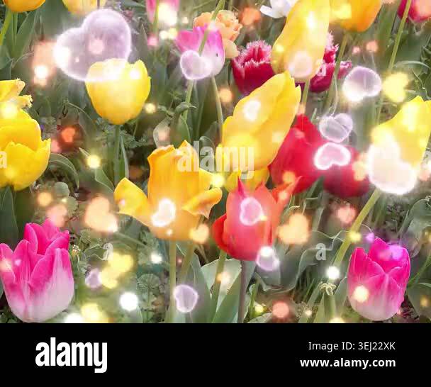 beautiful tulips in the garden Stock Video Footage - Alamy