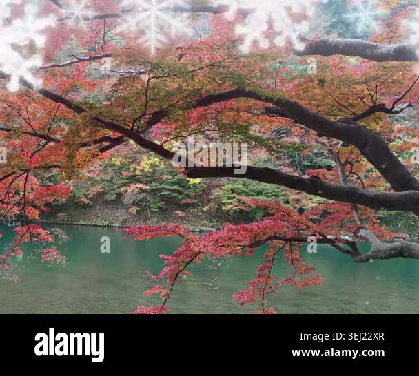 autumn landscape with trees and leaves Stock Video Footage - Alamy