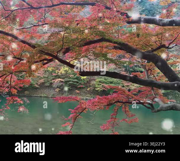 autumn forest landscape, fall season Stock Video Footage - Alamy
