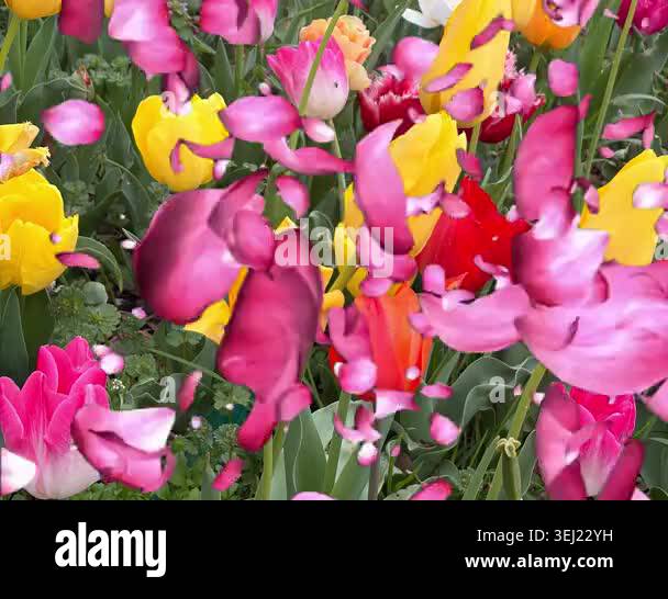 beautiful tulips in the garden Stock Video Footage - Alamy