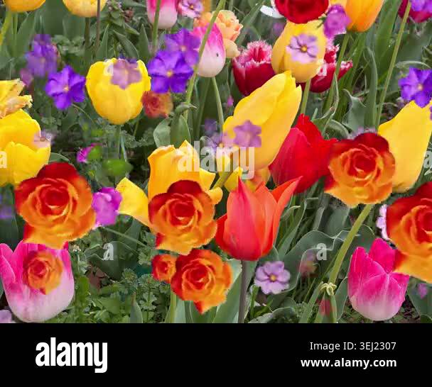 beautiful tulips in the garden Stock Video Footage - Alamy