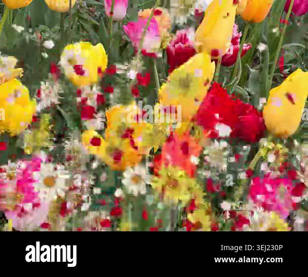 beautiful flowers in the garden Stock Video Footage - Alamy