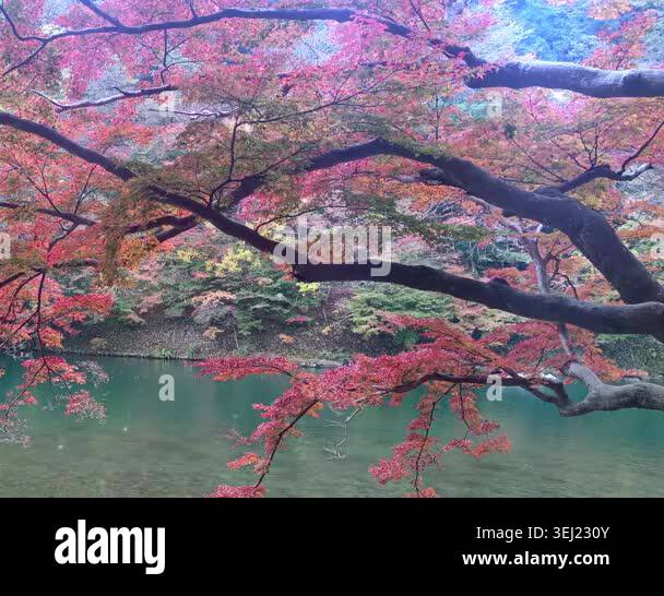 autumn leaves, fall season flora Stock Video Footage - Alamy