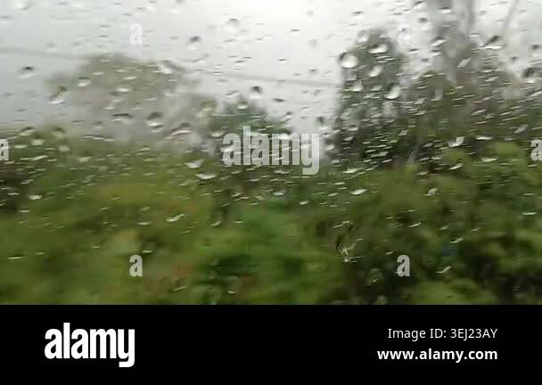 green leaves, flora foliage and nature Stock Video Footage - Alamy