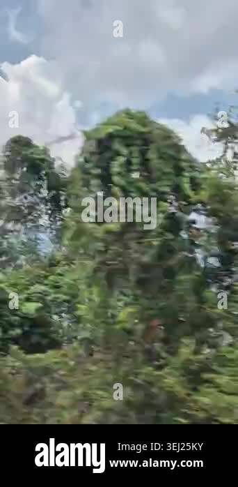 blur in south africa sky from tree and tree kamma Stock Video Footage ...