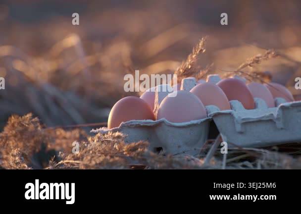 Close Up of Fresh Brown Chicken Eggs in Cardboard Carton on Dry Grass ...