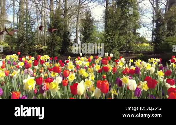 Multicolored tulips blossoming in a park in springtime. High quality 4k ...