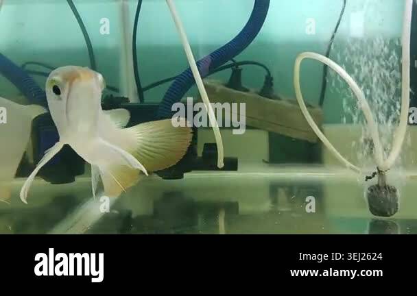 beautiful fish in the aquarium Stock Video Footage - Alamy