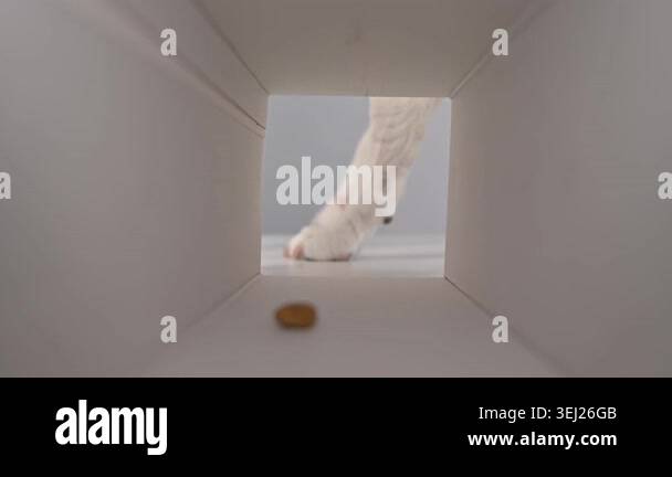 A funny Jack Russell Terrier dog looks into a cardboard box and eats ...