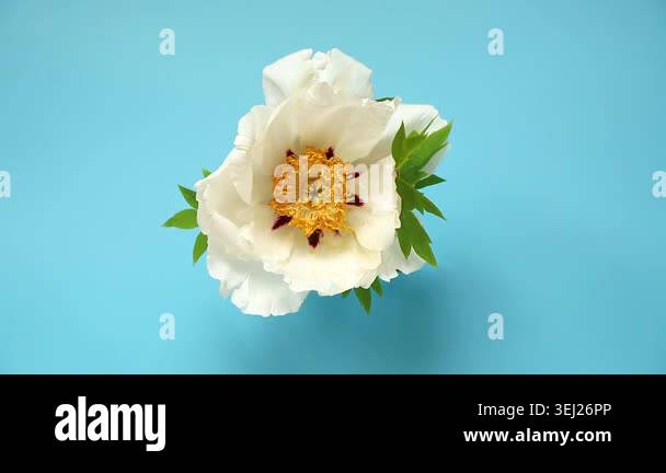 Delicate white peony blossom against soft cyan background Stock Video ...