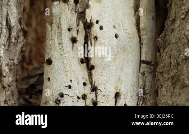Close up of rotten tree trunk damaged by termites and wood boring ...