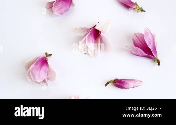 elegant pink magnolia flowers composition on bright white background ...