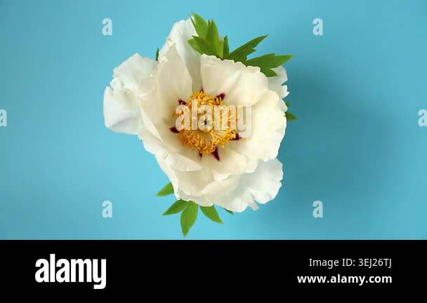 Large white peony flower with yellow center on blue background Stock ...