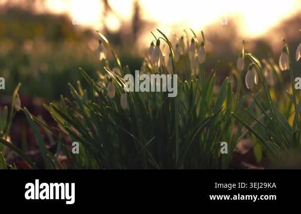 Hand caresses snow drop flowers in Spring close up tilting 4k shot slow ...