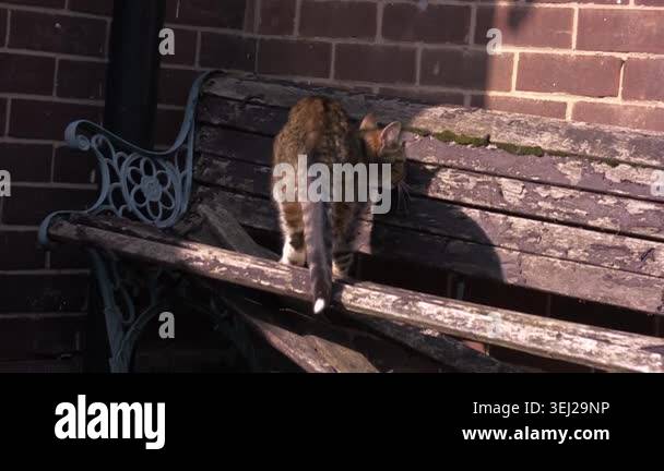 Tabby pet cat on garden bench in sunlight medium 4k slow motion shot ...
