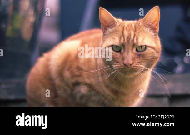 Ginger red tabby pet cat relaxing in garden medium portrait zoom shot ...