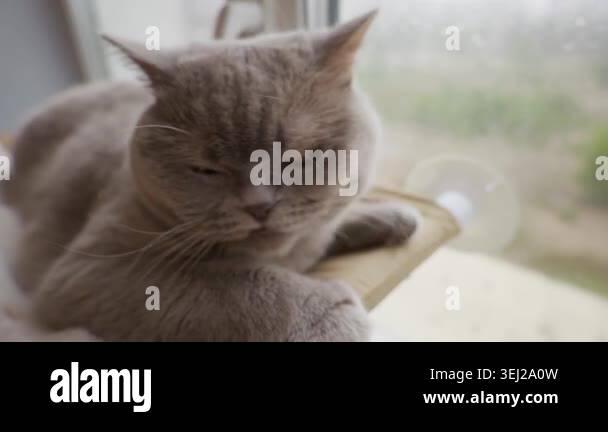 A gray British Shorthair cat lies comfortably on a beige window-mounted ...