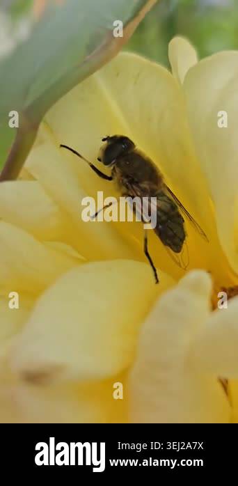 a bee sits on a soft yellow rose petal collecting nectar surrounded by ...