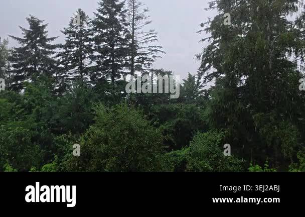 Heavy rain in woods at summer time. Beautiful green forest on mountain ...