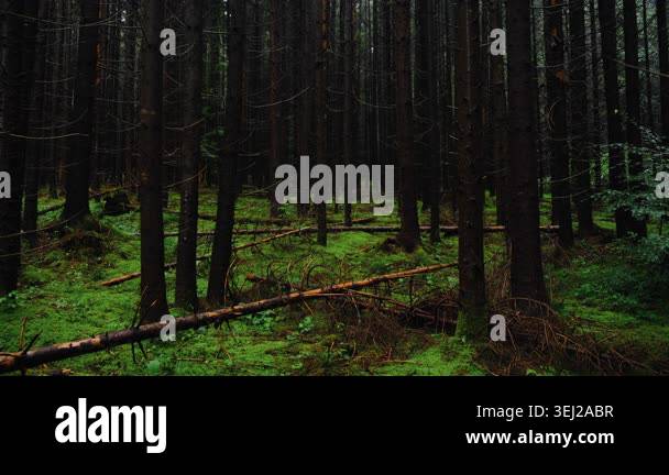 Evening calm rain falling in foggy spruce forest at summer. Nature ...